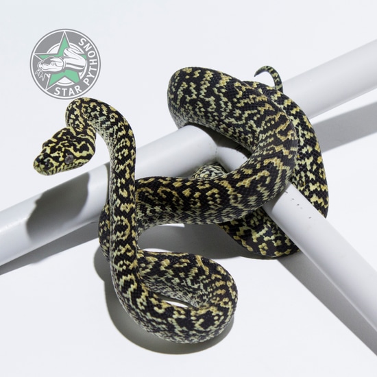 German Bloodline Zebra Other Carpet Python by StarPythons Inc.