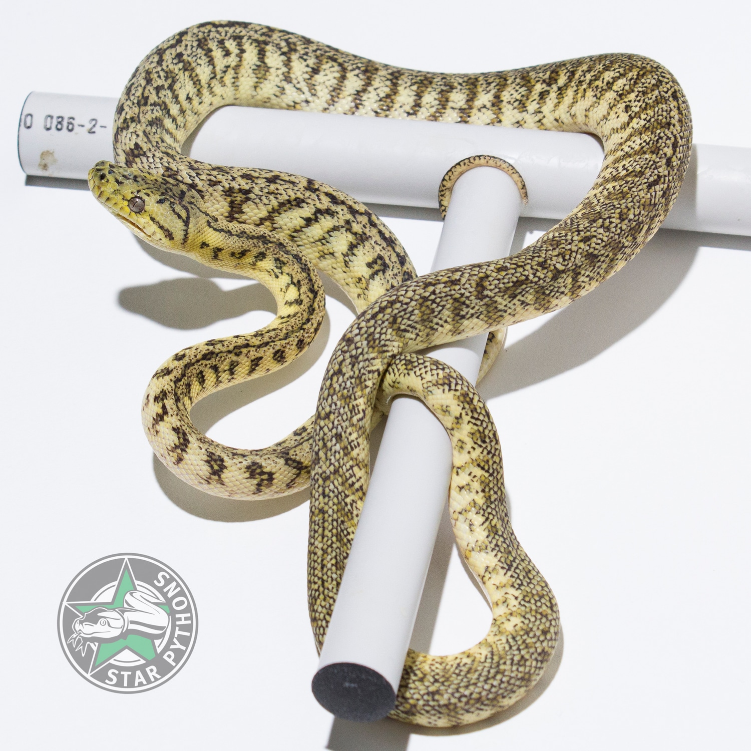 Granite Jaguar Het Albino Other Carpet Python by StarPythons Inc ...