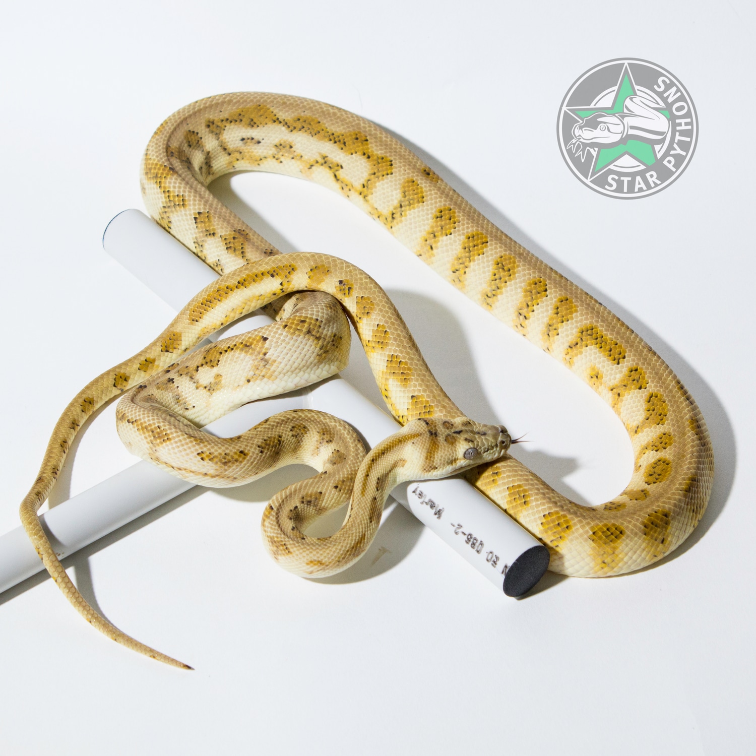 Hypo Caramel Jaguar Other Carpet Python by StarPythons Inc. - MorphMarket