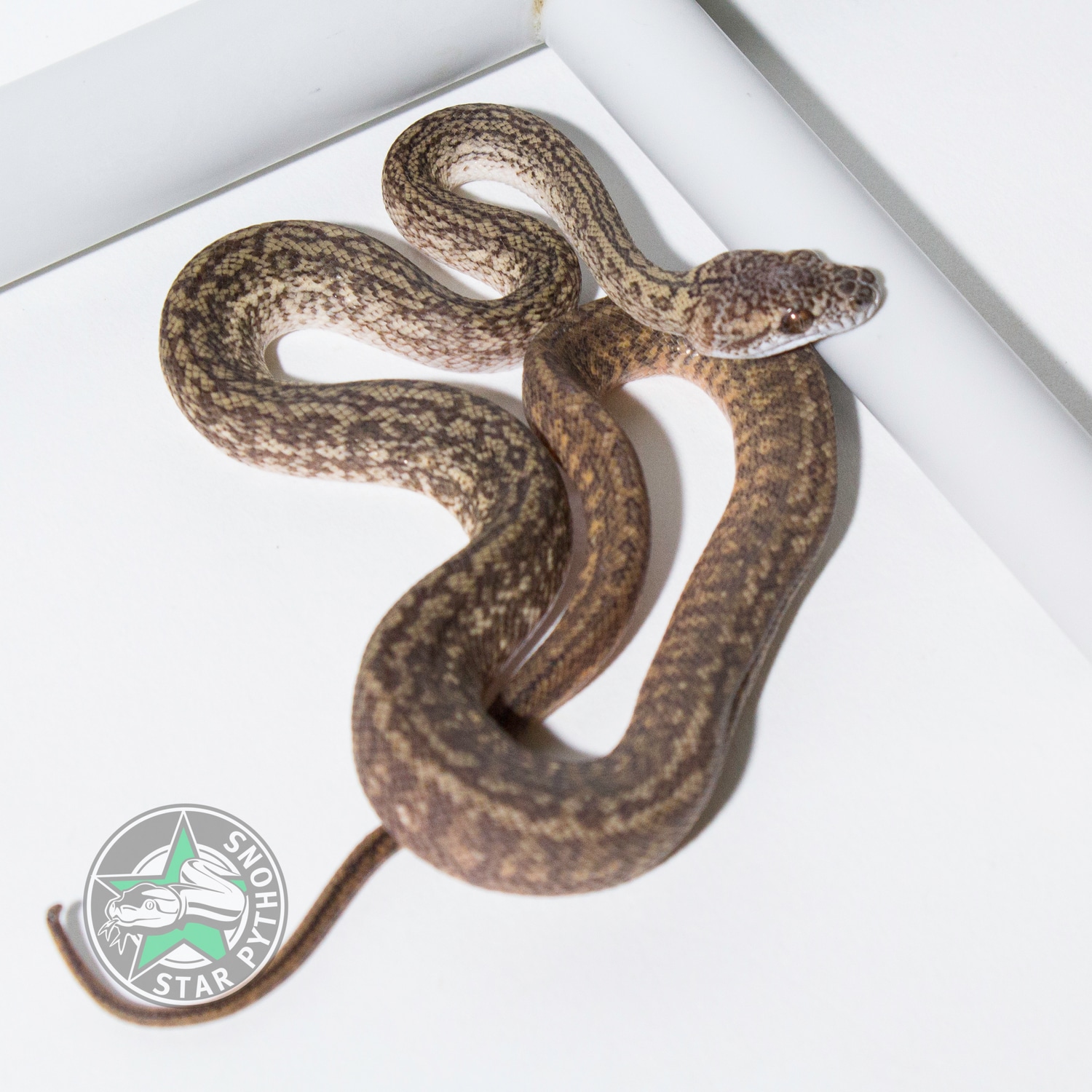 Granite 100% Het Axabnthic Irian Jaya Carpet Python by StarPythons Inc ...