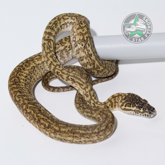 Caramel Zebra Other Carpet Python by StarPythons Inc.