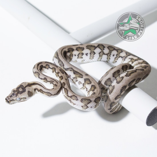 Caramel Axanthic Jaguar Tiger Other Carpet Python by StarPythons Inc.