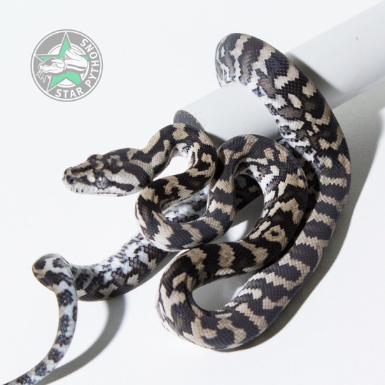 Axanthic Other Carpet Python by StarPythons Inc.