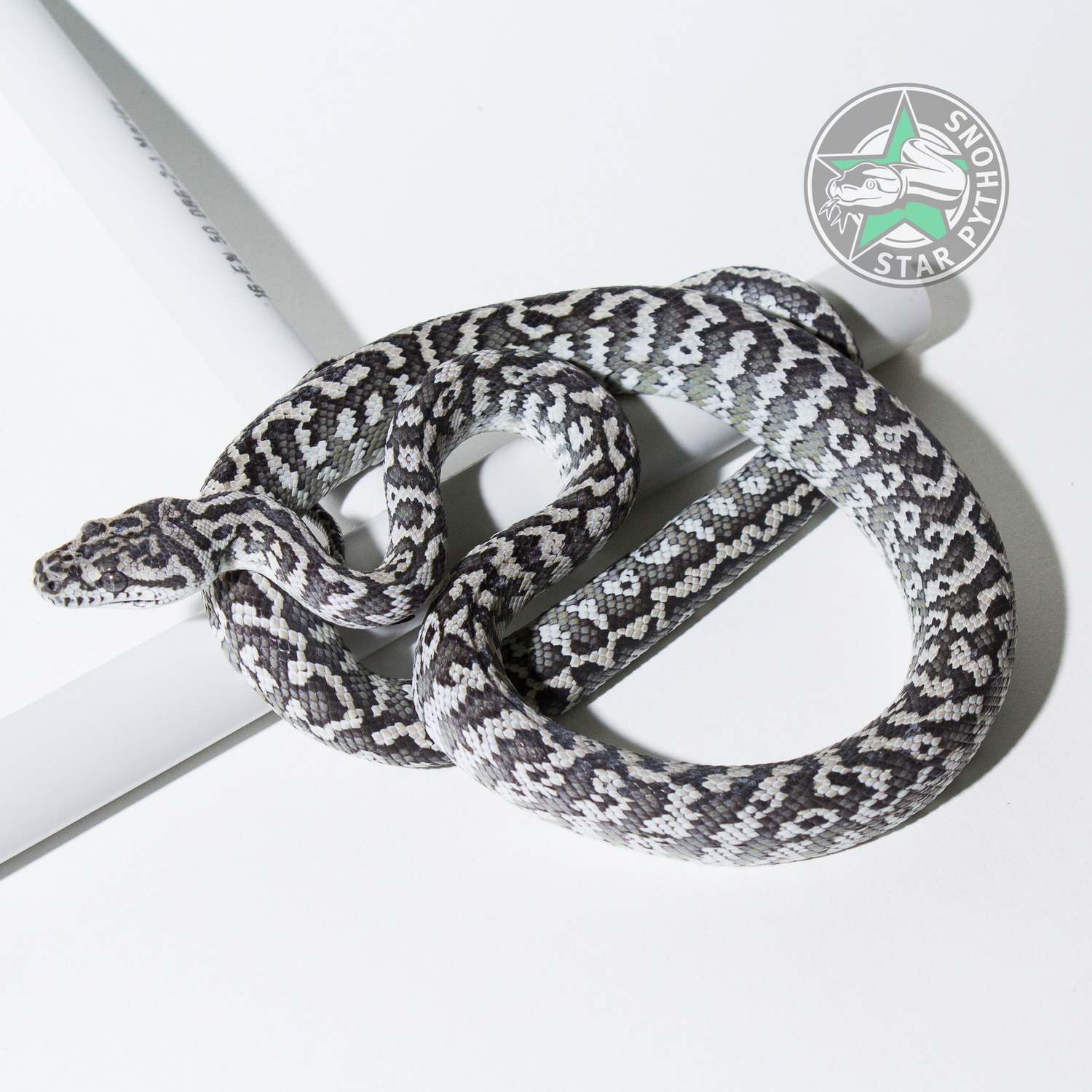 Axanthic Zebra Other Carpet Python by StarPythons Inc. - MorphMarket