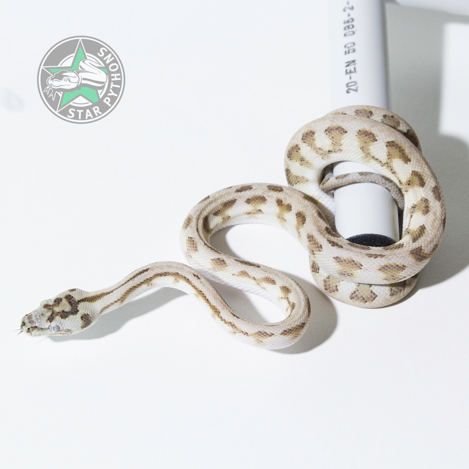 Caramel Axanthic Jaguar Other Carpet Python by StarPythons Inc ...