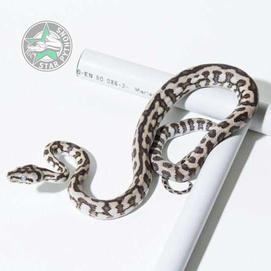 Axanthic Jaguar Coastal Carpet Python by StarPythons Inc.