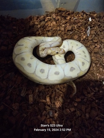 Banana Clown Ball Python by Snaked And Afraid Exotics