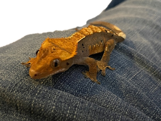 Juvenile Unsexed Flame Dalmatian Crested Gecko by Starry Night Geckos