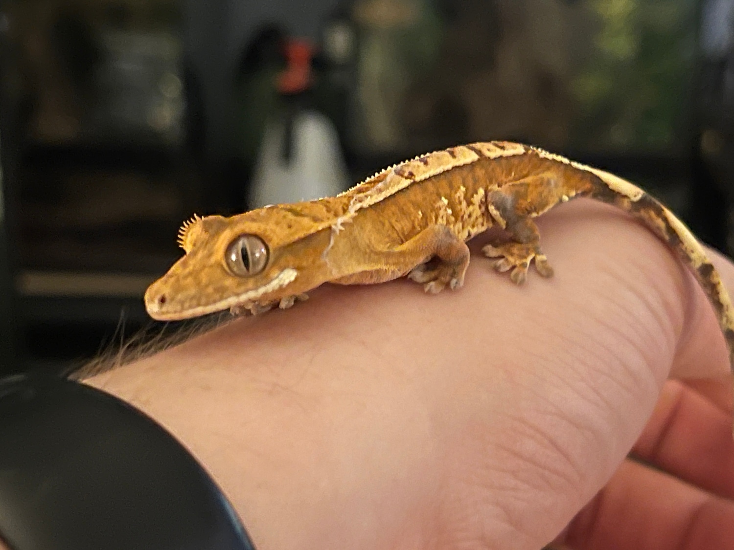 Unsexed Flame Pinstripe Crested Gecko by Starry Night Geckos - MorphMarket