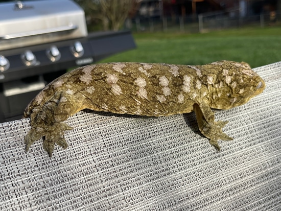 Juvenile Male-High White Spots Leachianus Gecko by Starry Night Geckos