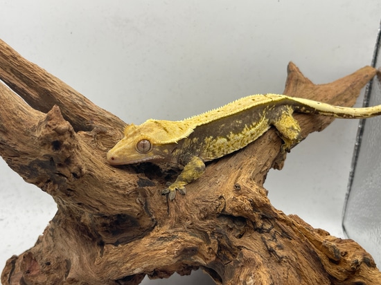 Yellow Base Solid Back Cream Crested Gecko by Starry Night Geckos
