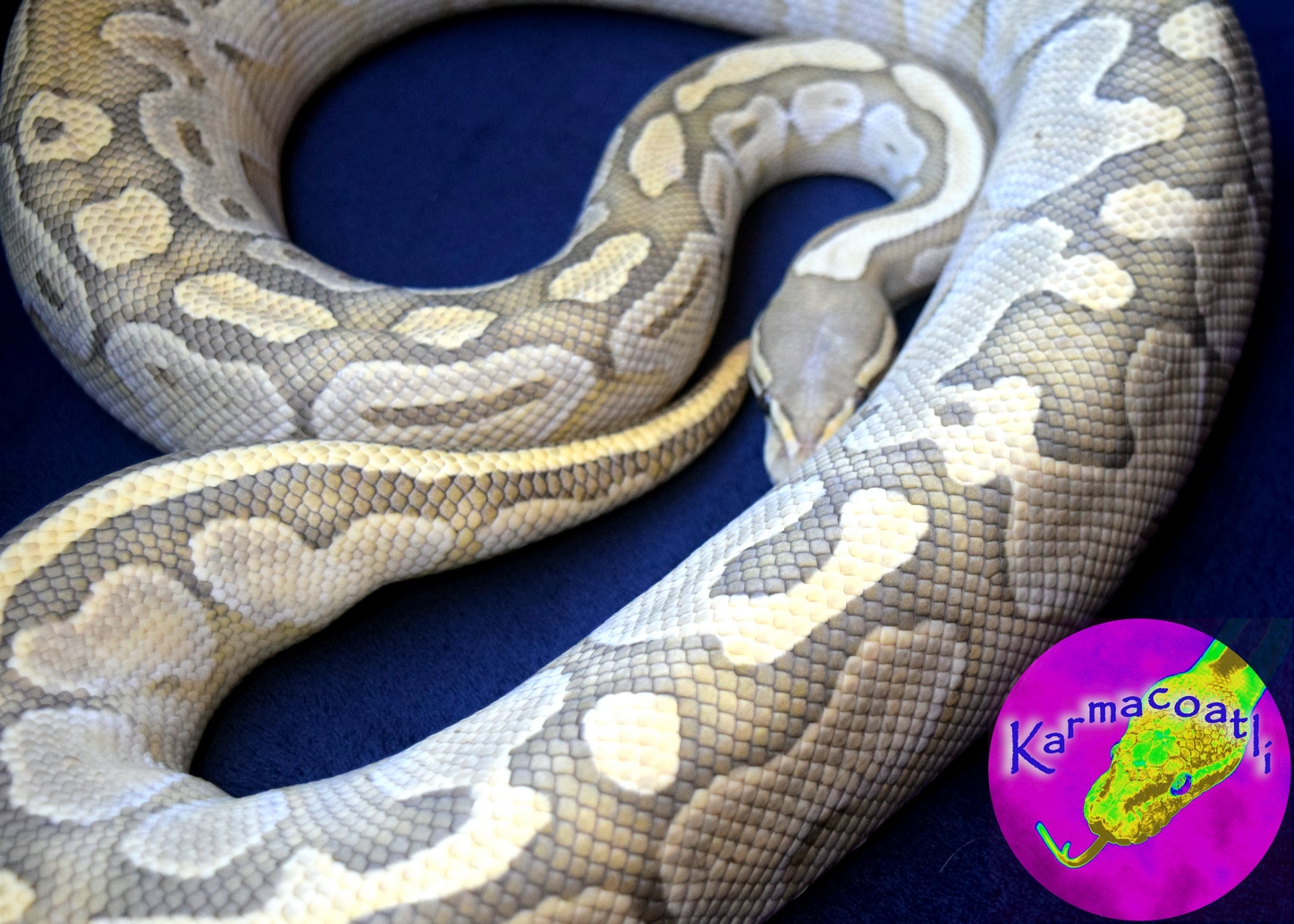Proven 0.1 Butter Ghost, Downsizing 3.3, Poss Trades Ball Python by ...
