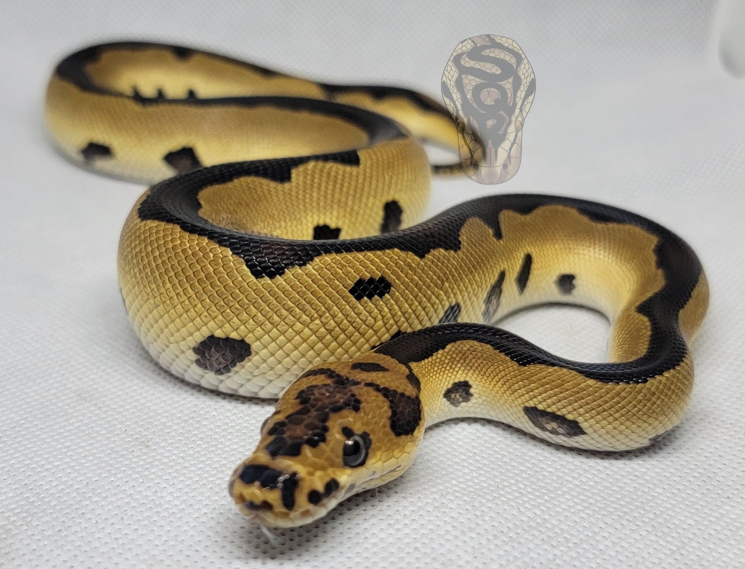 Leopard Blade Clown Ball Python by Statusquoreptiles - MorphMarket