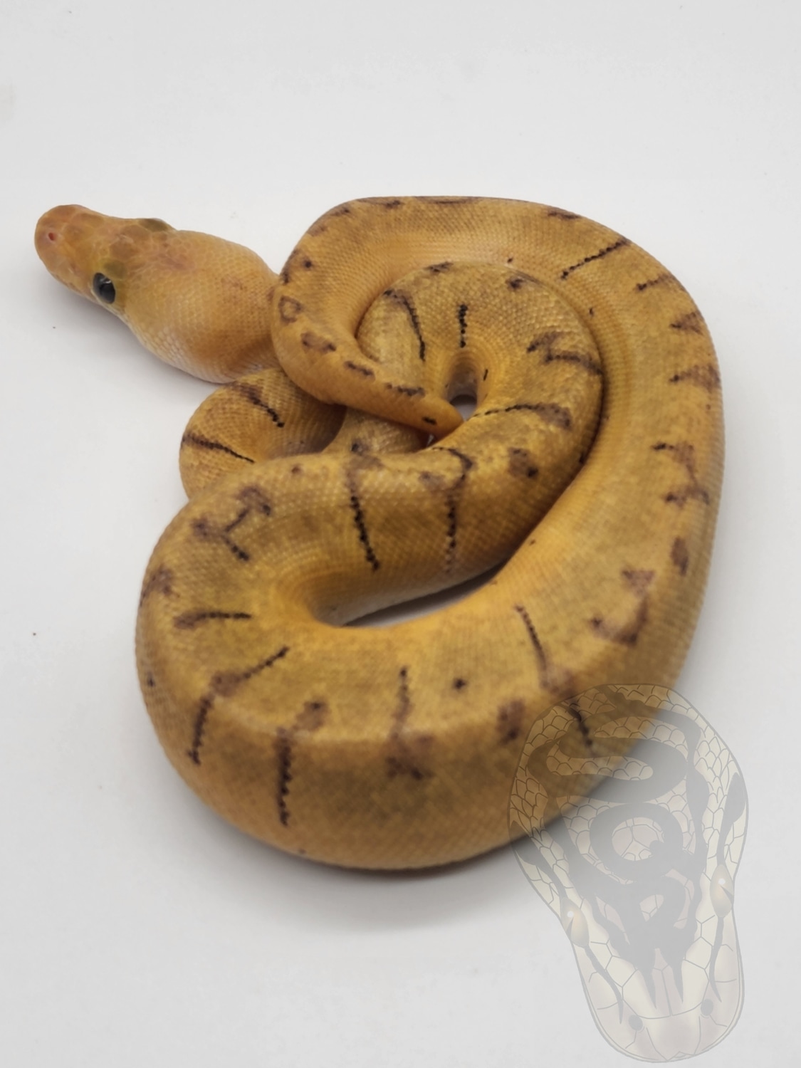 Pastel Pinstripe Blade Clown Ball Python by Statusquoreptiles - MorphMarket