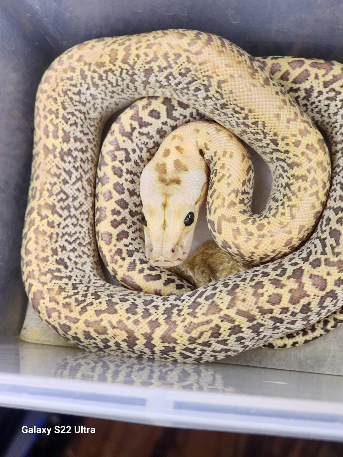 Hypo Granite Het.albino Burmese Python by Statusquoreptiles - MorphMarket