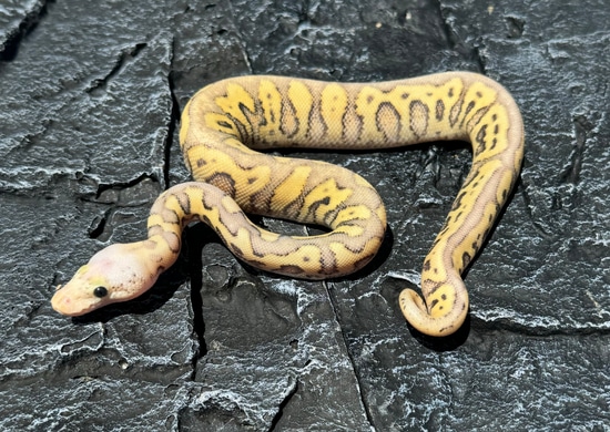 Pastel Citrus Pastel Spotnose Clown Ball Python by Cold Blooded Canyon