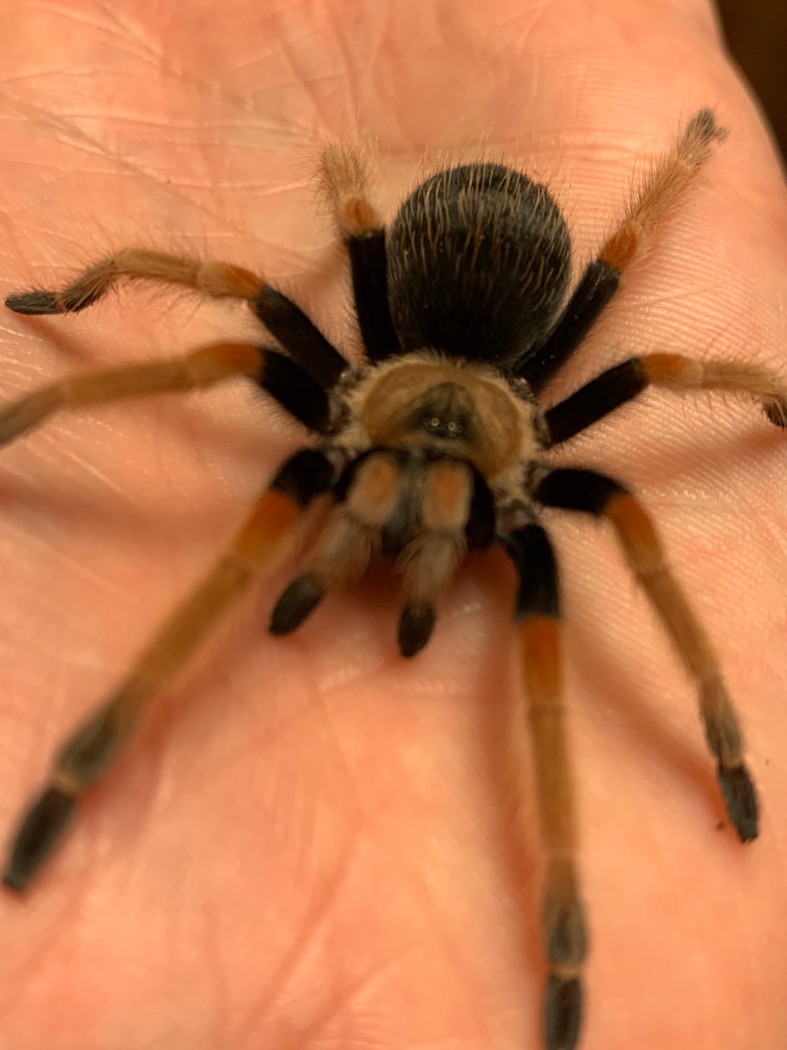 B. Boehmei “Mexican Fireleg” 3in Tarantula by ArachnoBoss - MorphMarket