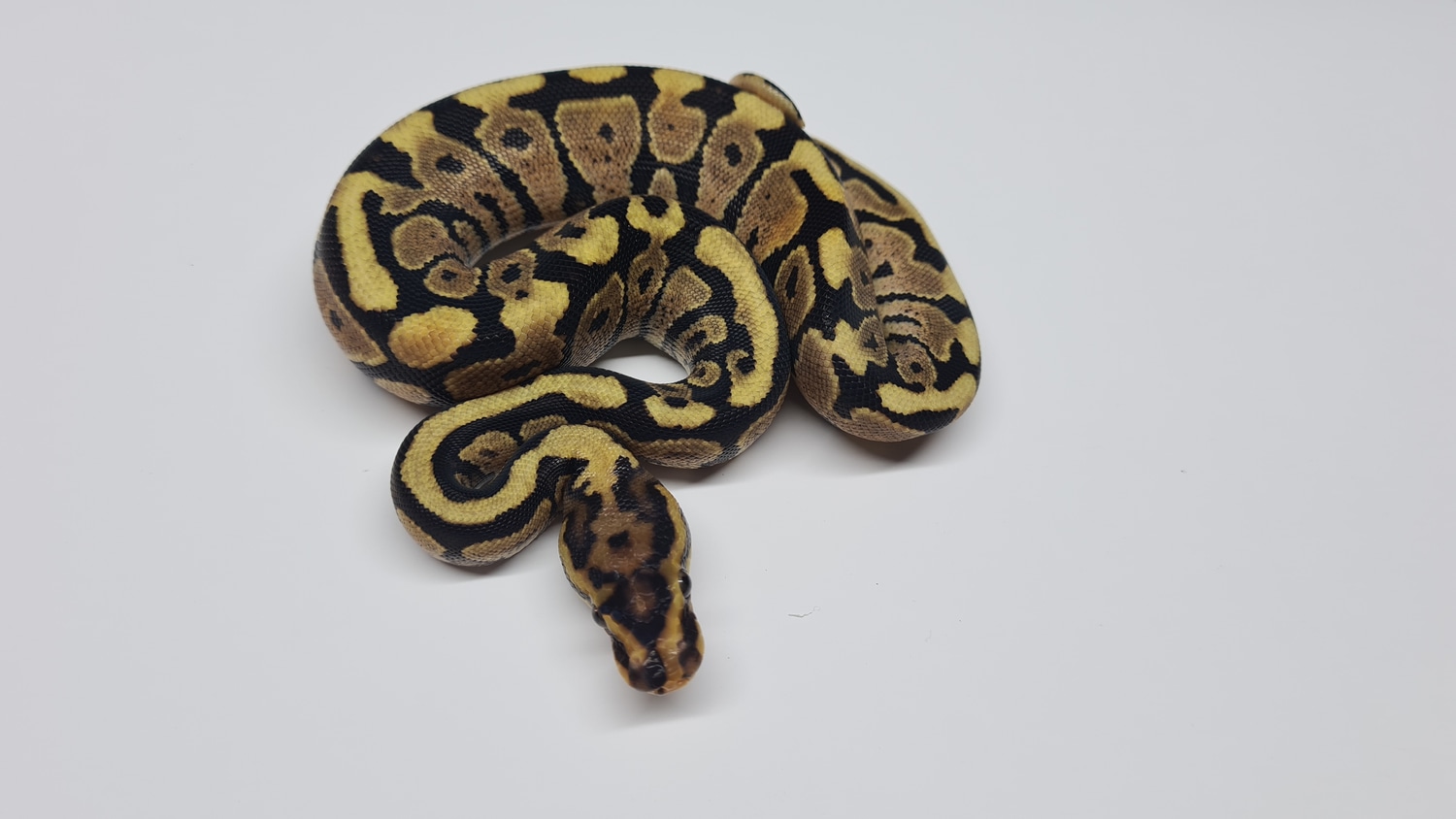 Orange Dream Spotnose 66% Het Clown 50% Het Toffee OR Albino Ball ...