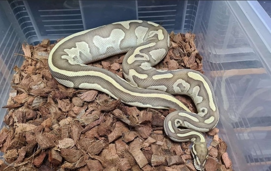 PB Lesser Leopard Ball Python by Respawn Reptiles