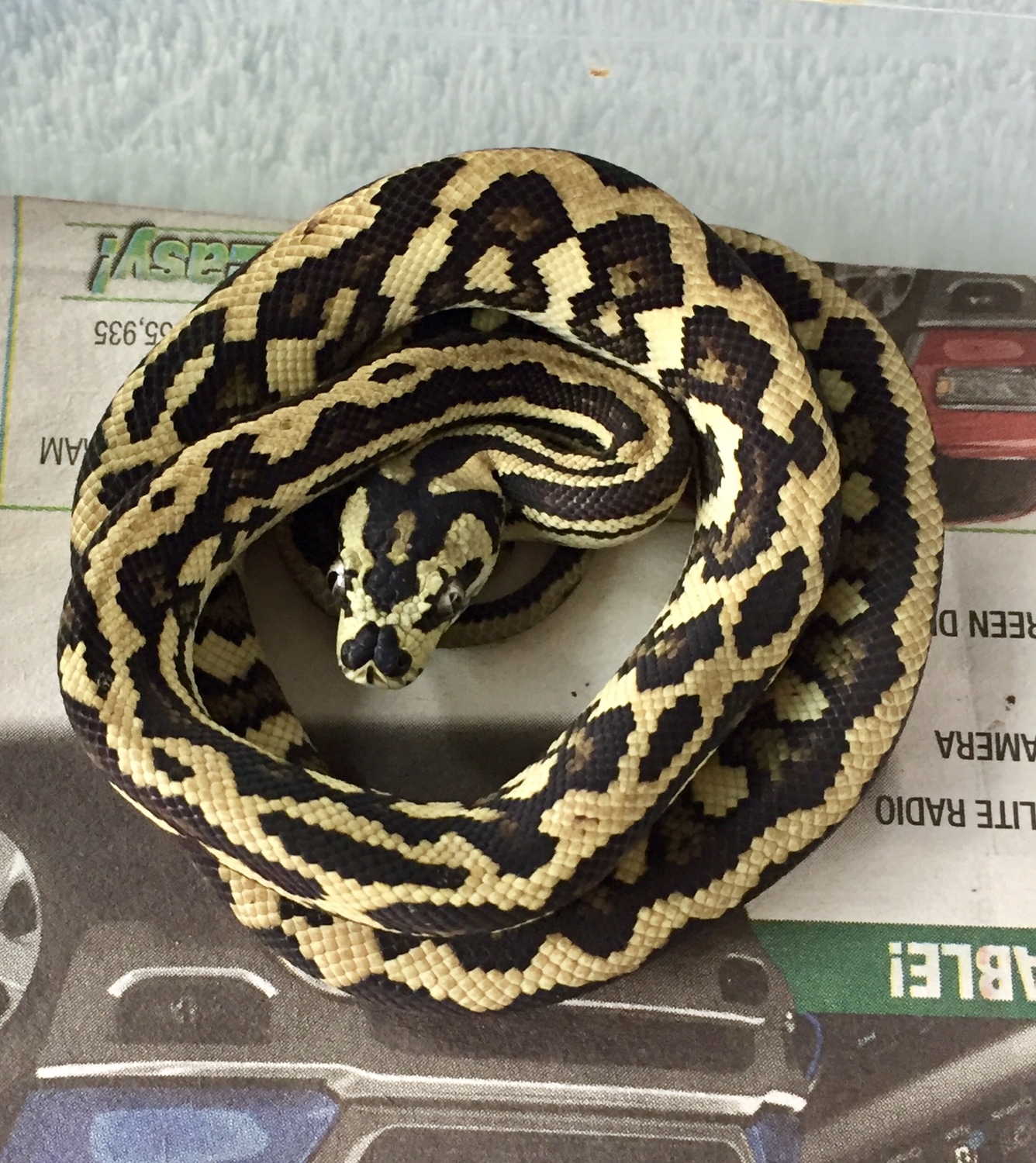 Ocelot “eyelash “ Line Other Carpet Python by East Coast Exotics ...