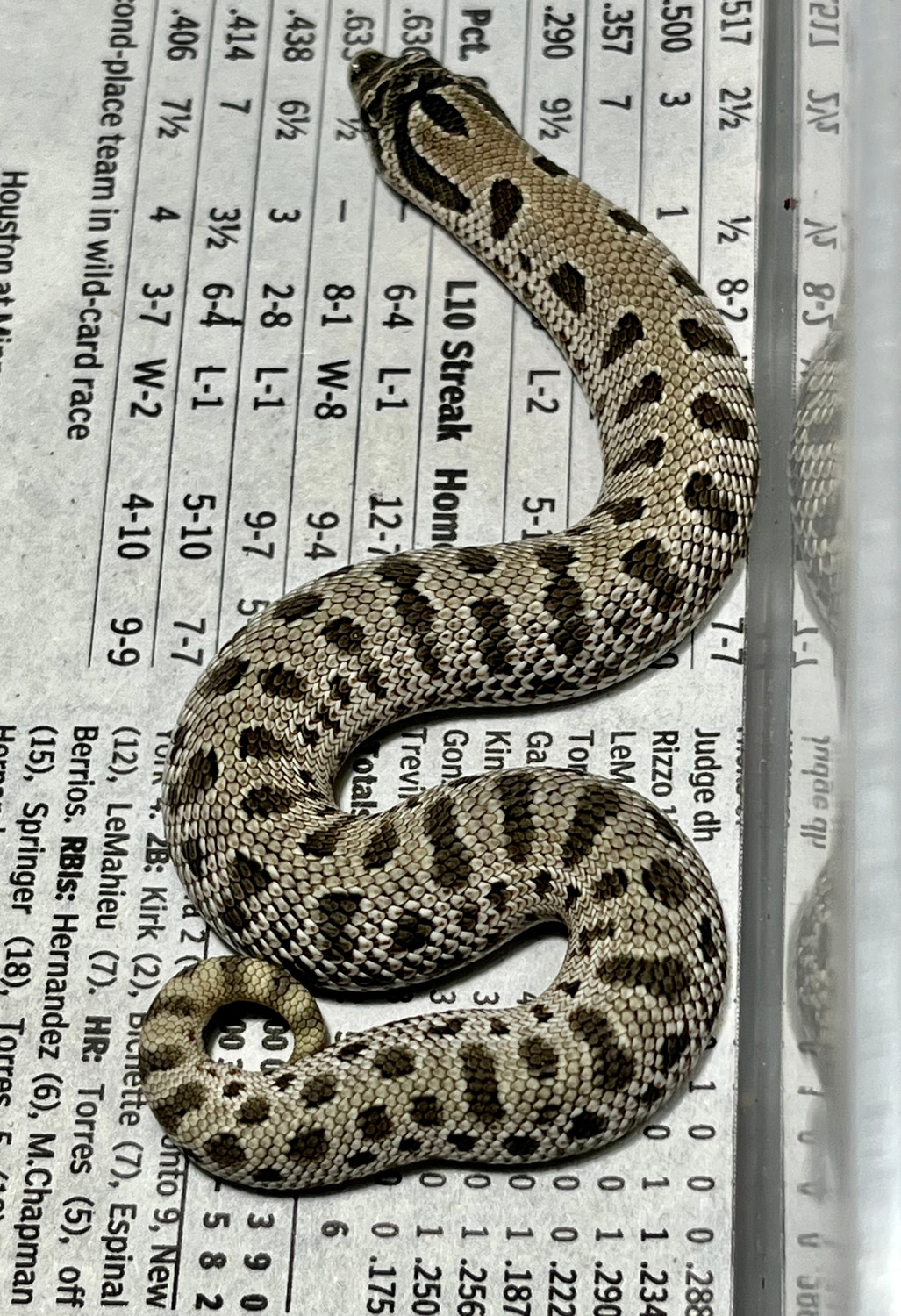 Arctic Conda Female Western Hognose by East Coast Exotics - MorphMarket