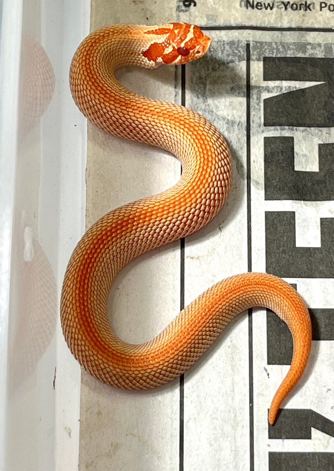 Purple Line Albino Super Conda Western Hognose by East Coast Exotics ...
