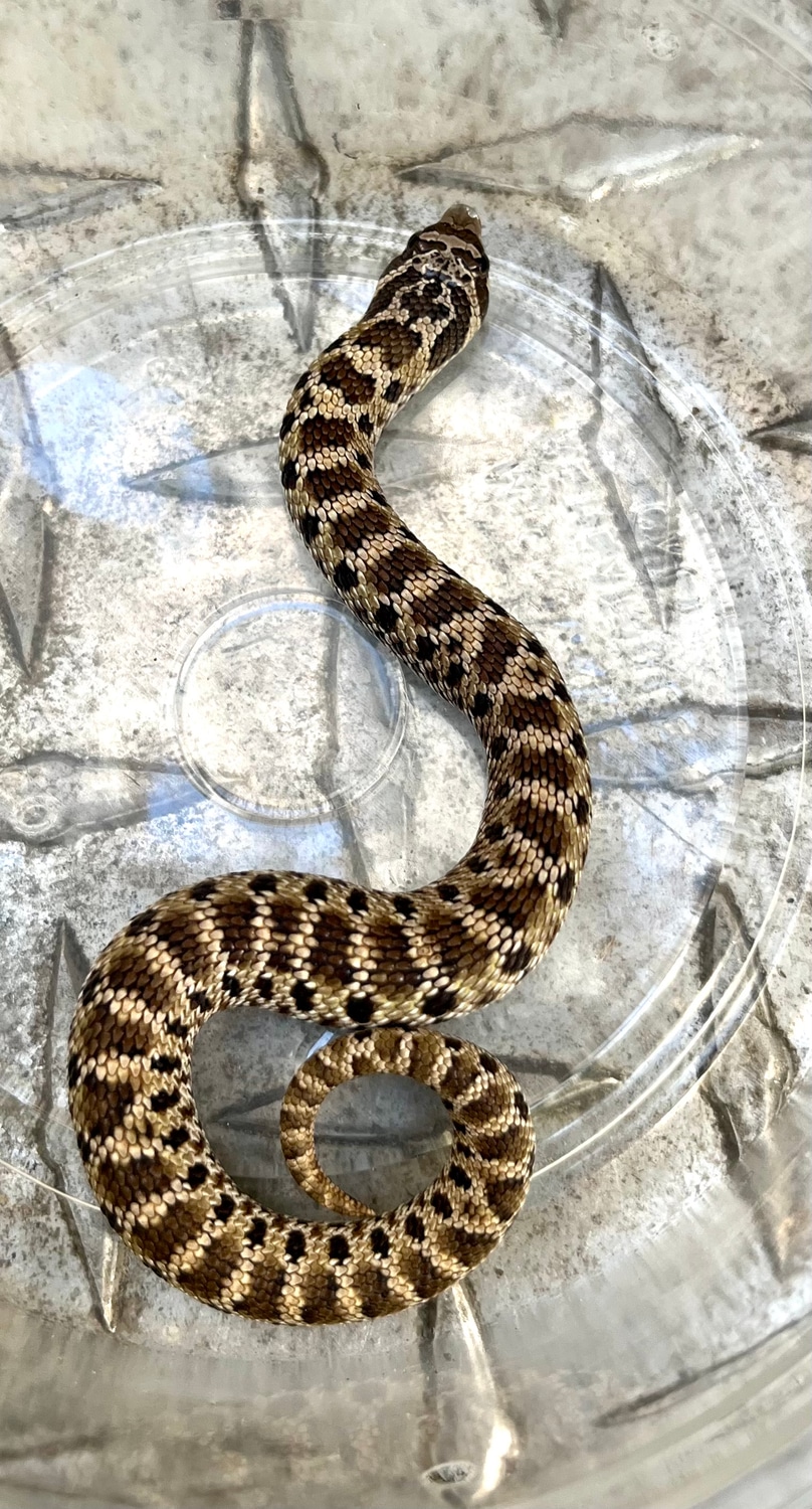 Heterodon Kennerlyi Mexican Hognose by East Coast Exotics - MorphMarket