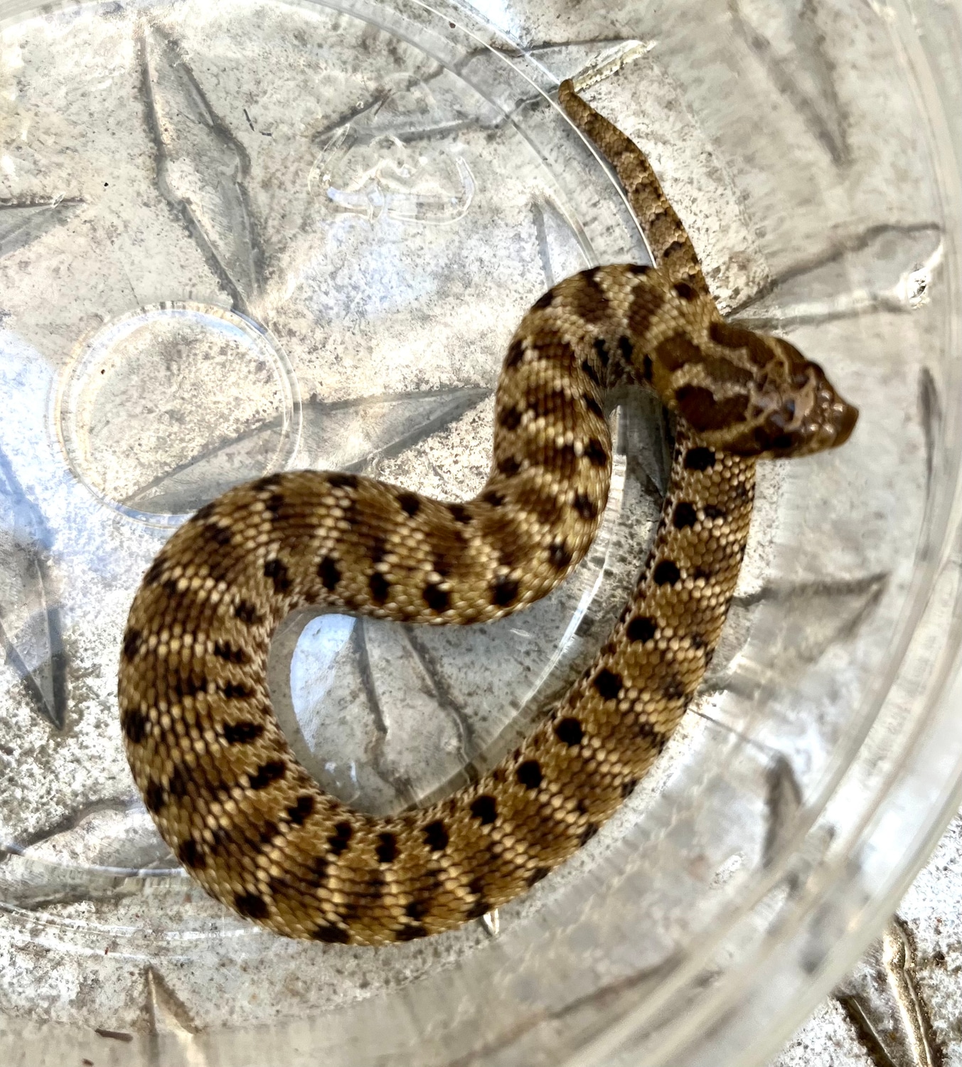 Mexican Hognose by East Coast Exotics - MorphMarket