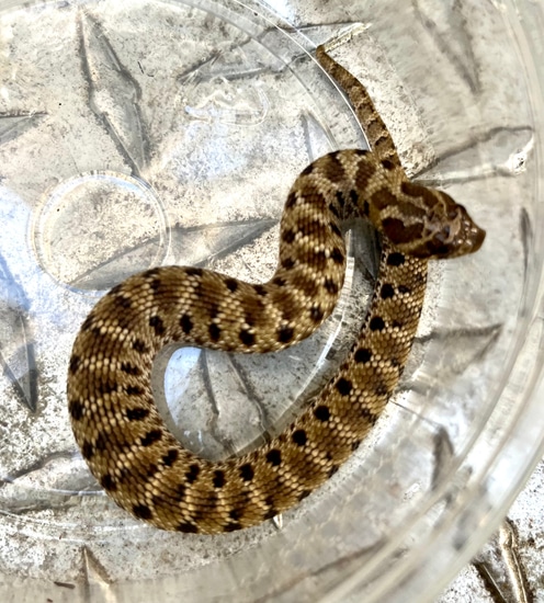 Heterodon Kennerlyi Mexican Hognose by East Coast Exotics