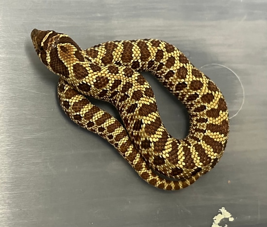Lemon Ghost Western Hognose by East Coast Exotics