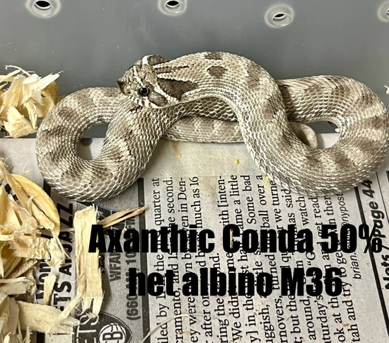 Axanthic Conda 50% Het Albino Western Hognose by East Coast Exotics