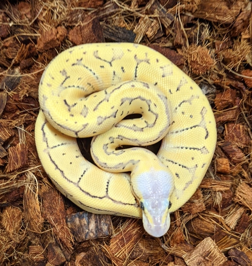 DG Lemonblast Het Axanthic Ball Python by Steel City Feeders