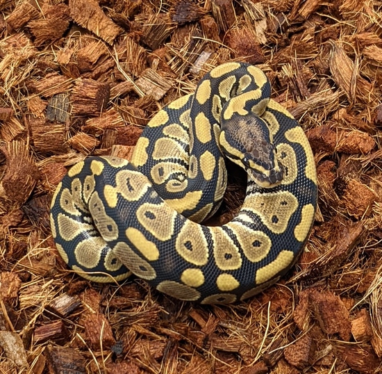 Quad Het DG Axanthic Hypo Clown Ball Python by Steel City Feeders