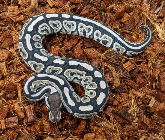 Black Pastel Axanthic Het DG Ball Python by Steel City Feeders