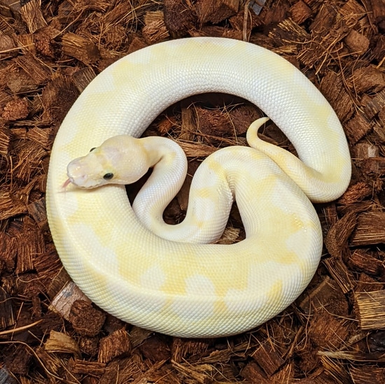 Ivory Clown Het DG Ball Python by Steel City Feeders