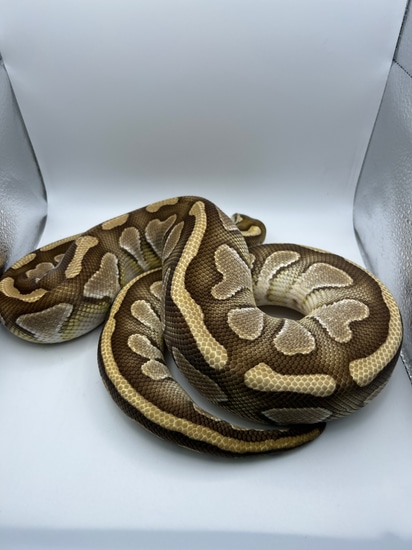 Lesser Ball Python by Red Beards Pythons