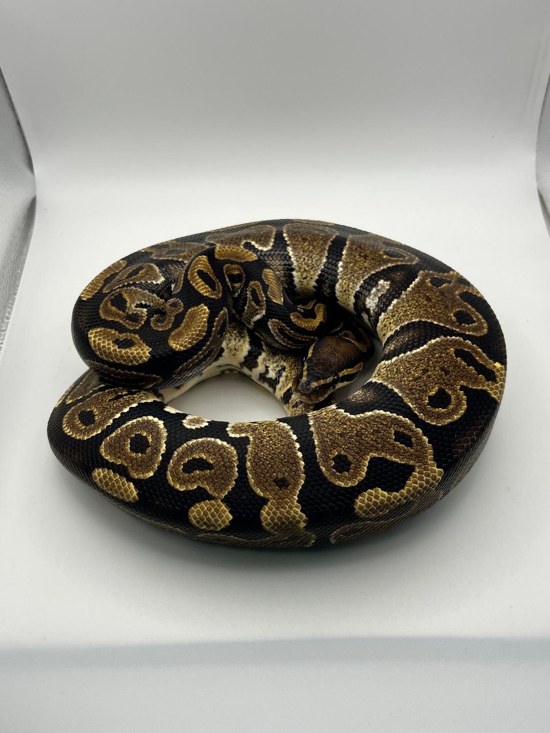 Classic Poss Hurricane Ball Python by Red Beards Pythons - MorphMarket
