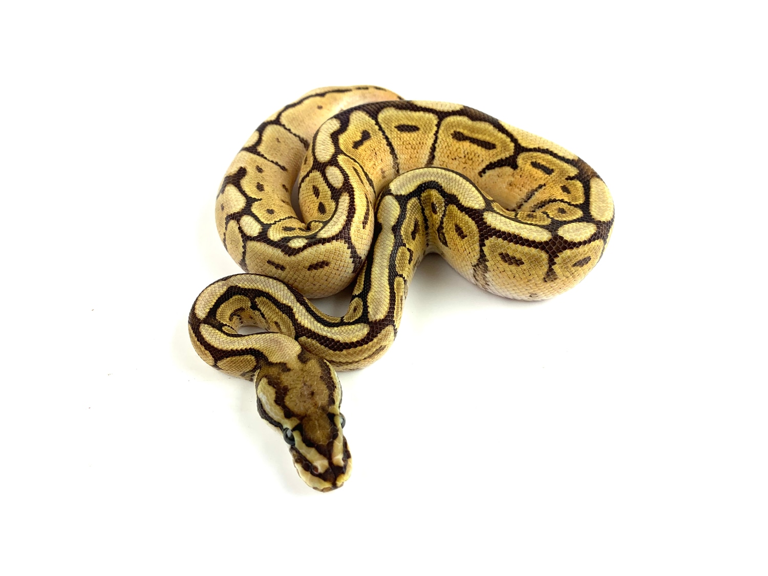 Cinnamon Mojave Spider Het Ultramel Ball Python by Steele Pythons ...