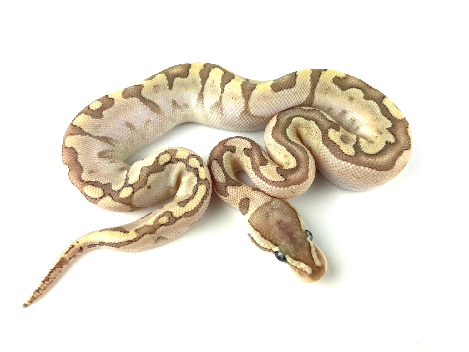 Bamboo Enchi 100% Het Ultramel Ball Python by Steele Pythons - MorphMarket