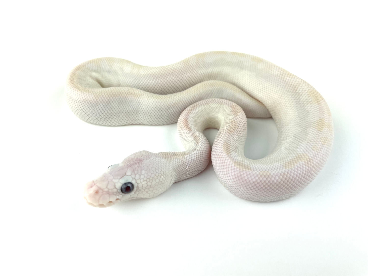 Bamboo Enchi Mojave 100% Het Ultramel Ball Python by Steele Pythons ...