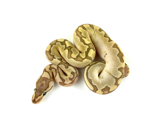 Bamboo Enchi Het Clown Ball Python by Steele Pythons