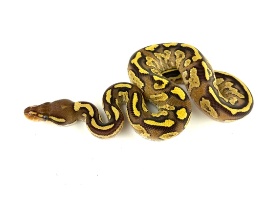 Cypress Mojave YB 100% Het Ultramel Pos Fire Ball Python by Steele Pythons