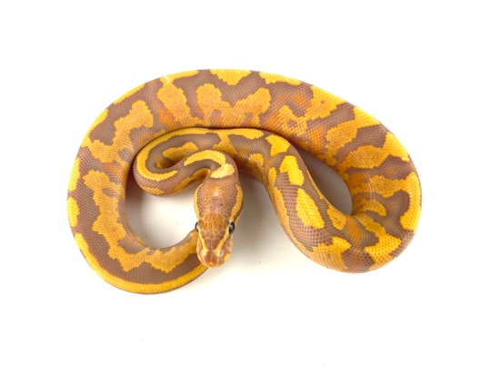 Fire Yellow Belly Ultramel Ball Python by Steele Pythons