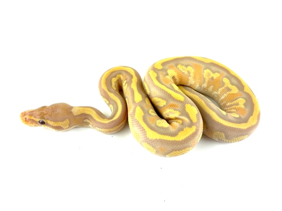 Cypress Fire Mojave Ultramel Ball Python by Steele Pythons
