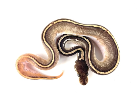 Cinnamon Fire Mojave Yellow Belly Het Ultramel Ball Python by Steele Pythons