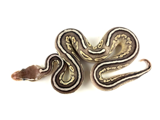 Cinnamon Mojave Pastel Het Ultramel (Pos Fire And YB) Ball Python by ...