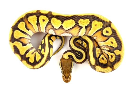 Cypress Mojave Red Stripe Het Ultramel Ball Python by Steele Pythons