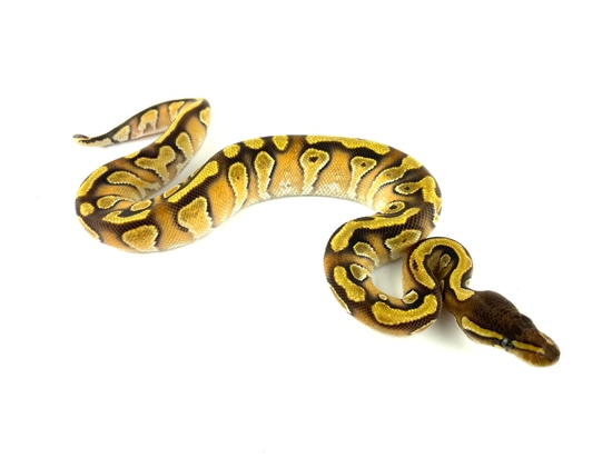 Enchi Mojave Het Ultramel Ball Python by Steele Pythons
