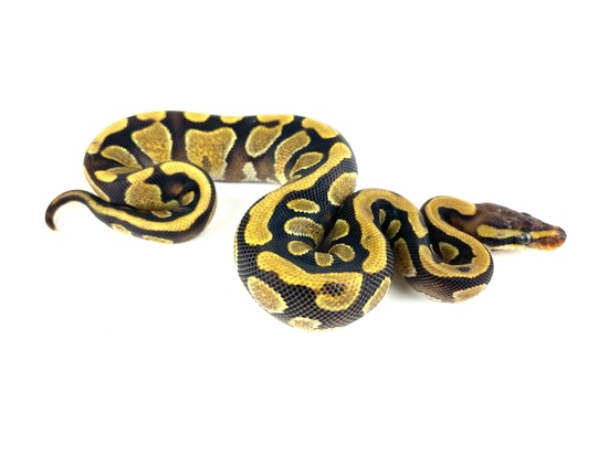 Cypress Enchi Het Ultramel Ball Python by Steele Pythons