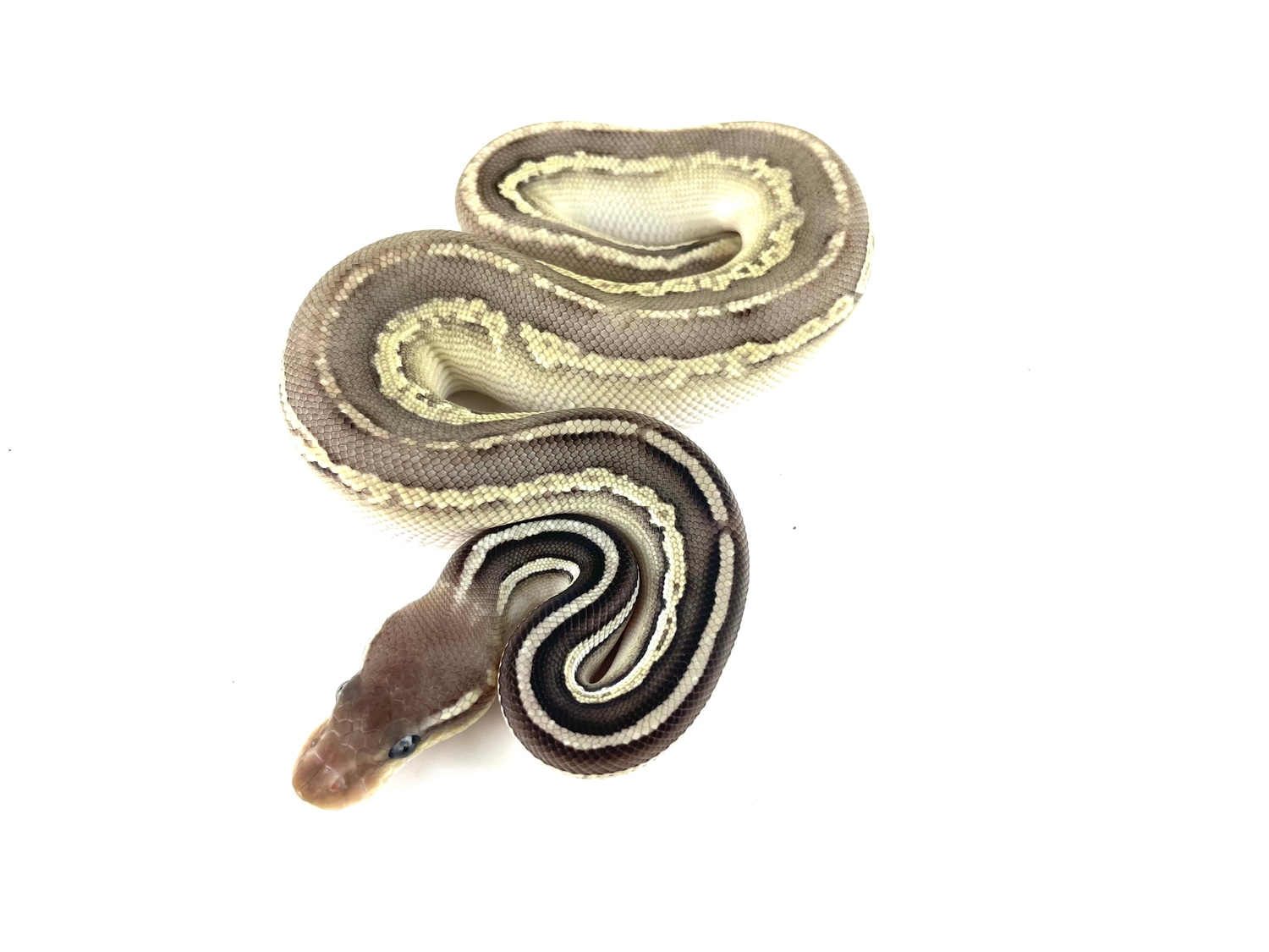 Cinnamon Mojave Pastel Het Ultramel